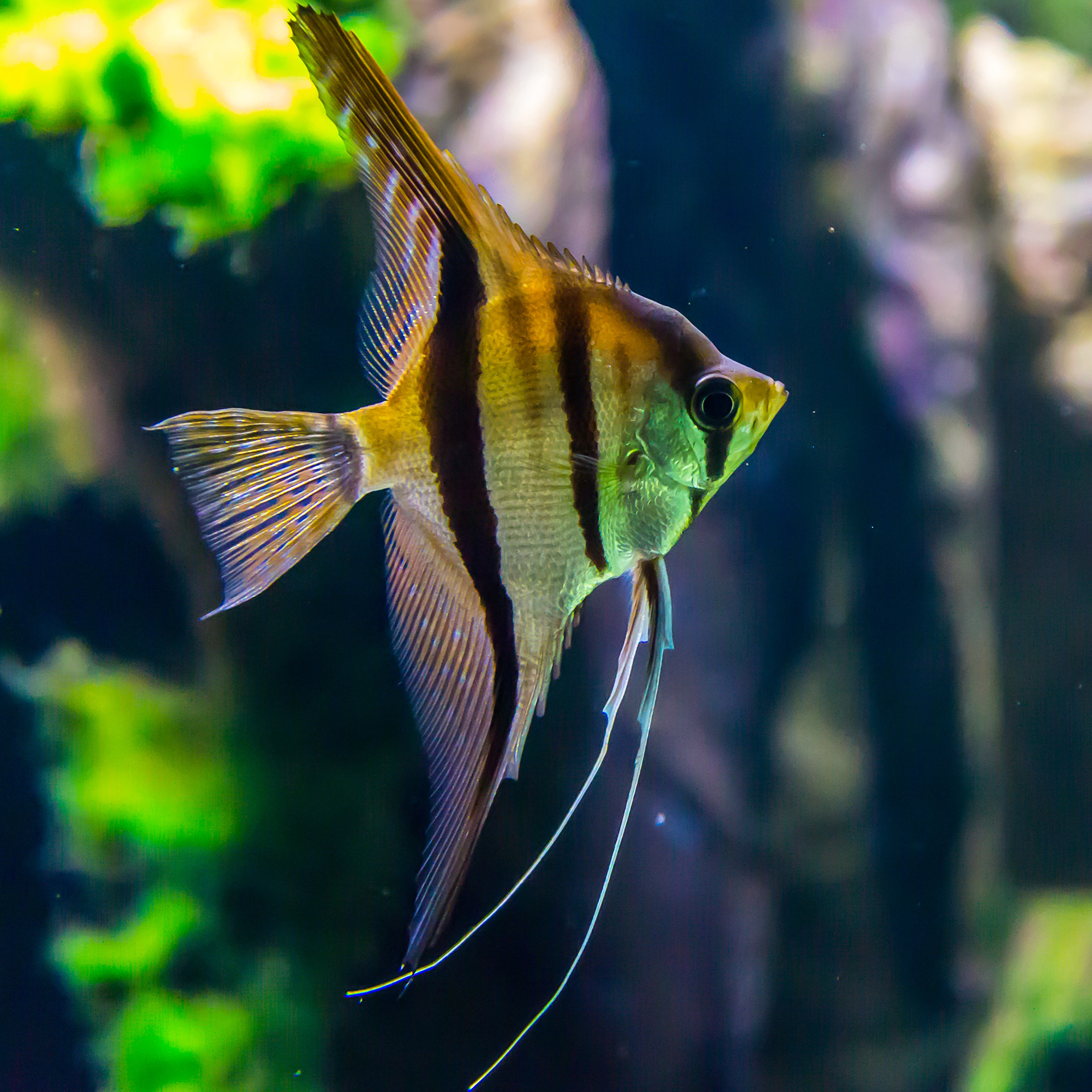Fishes – Hart Events