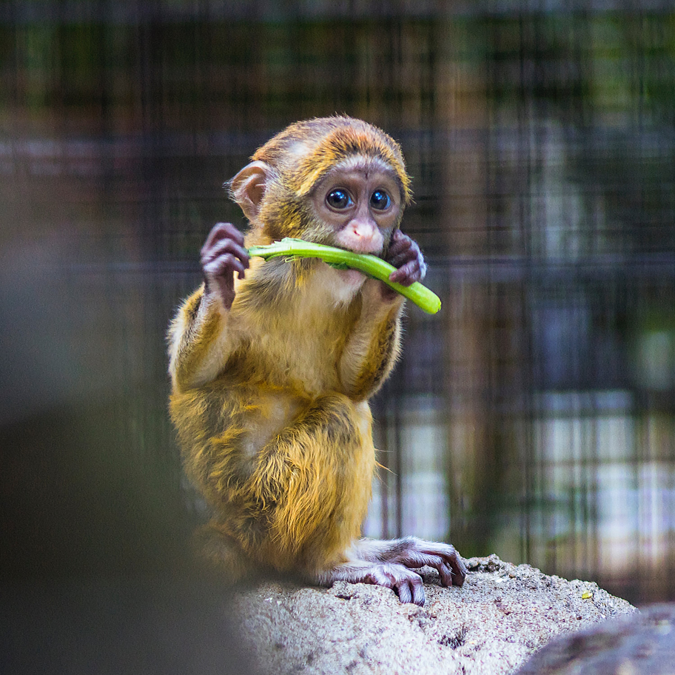 Monkeys – Hart Events